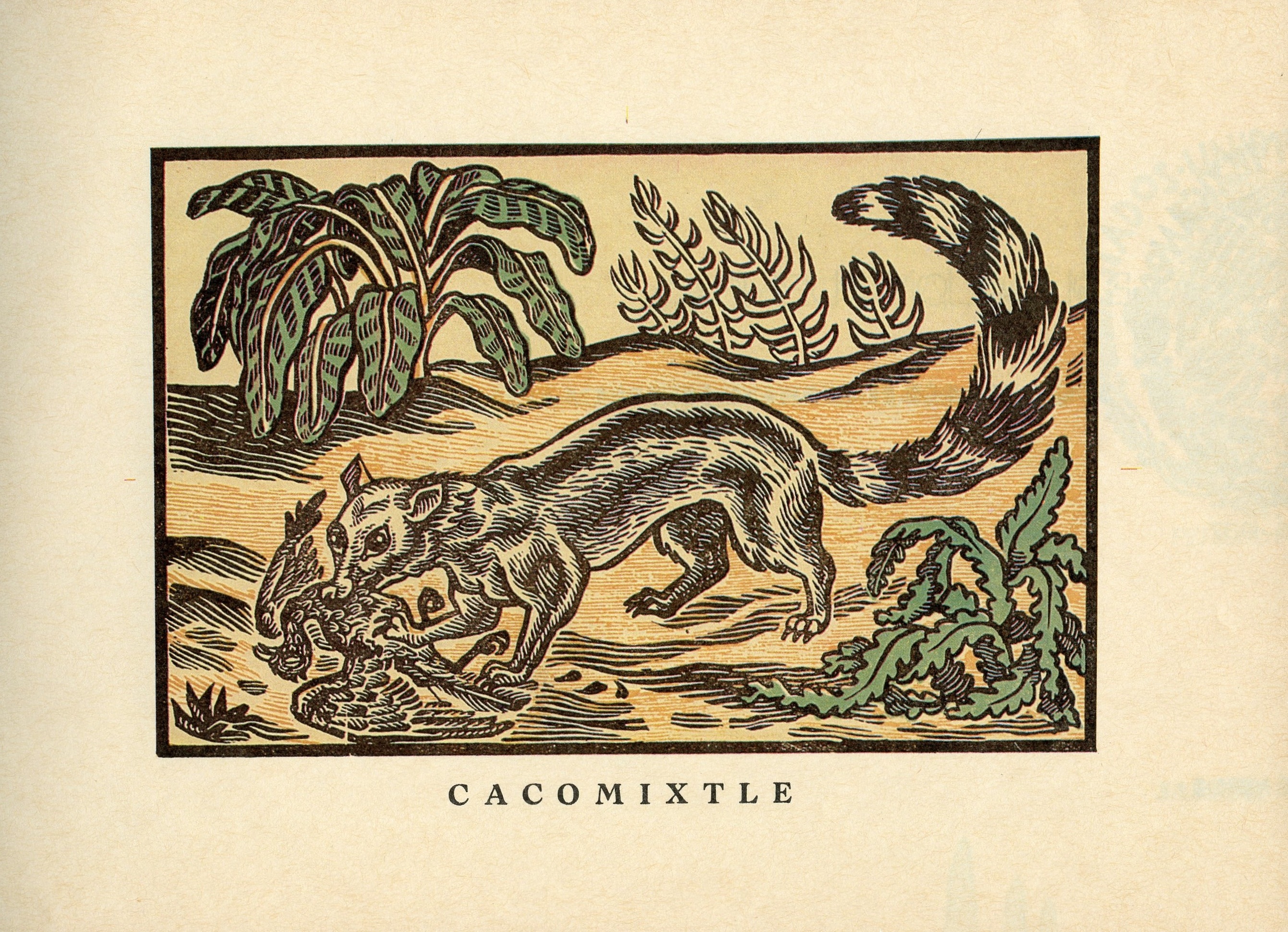 cocomixtle 1 - Don Yorty